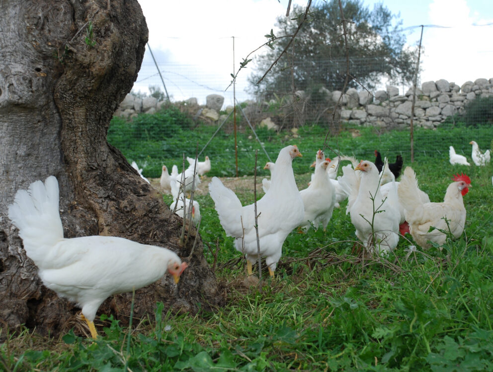 Il cavillo imbizzarrito (oldies!!) – Antalgica Poetica